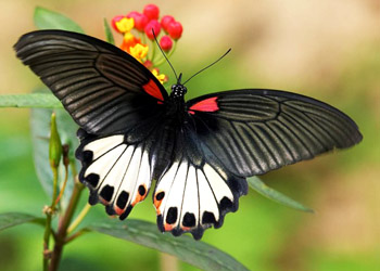 凤蝶科 Papilionidae 中国动物学科普